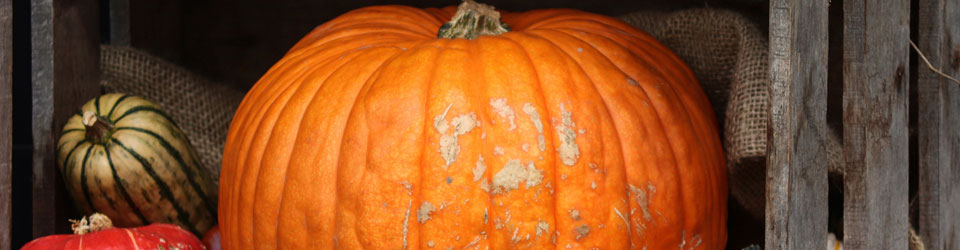 Winter Pond Prep Checklist | Ecoasis Garden Center