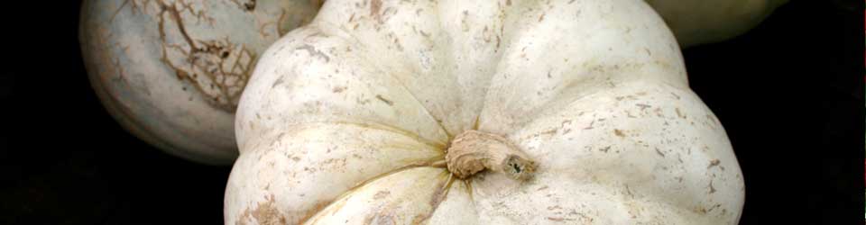 Devil’s Darning Needle | Ecoasis Garden Center